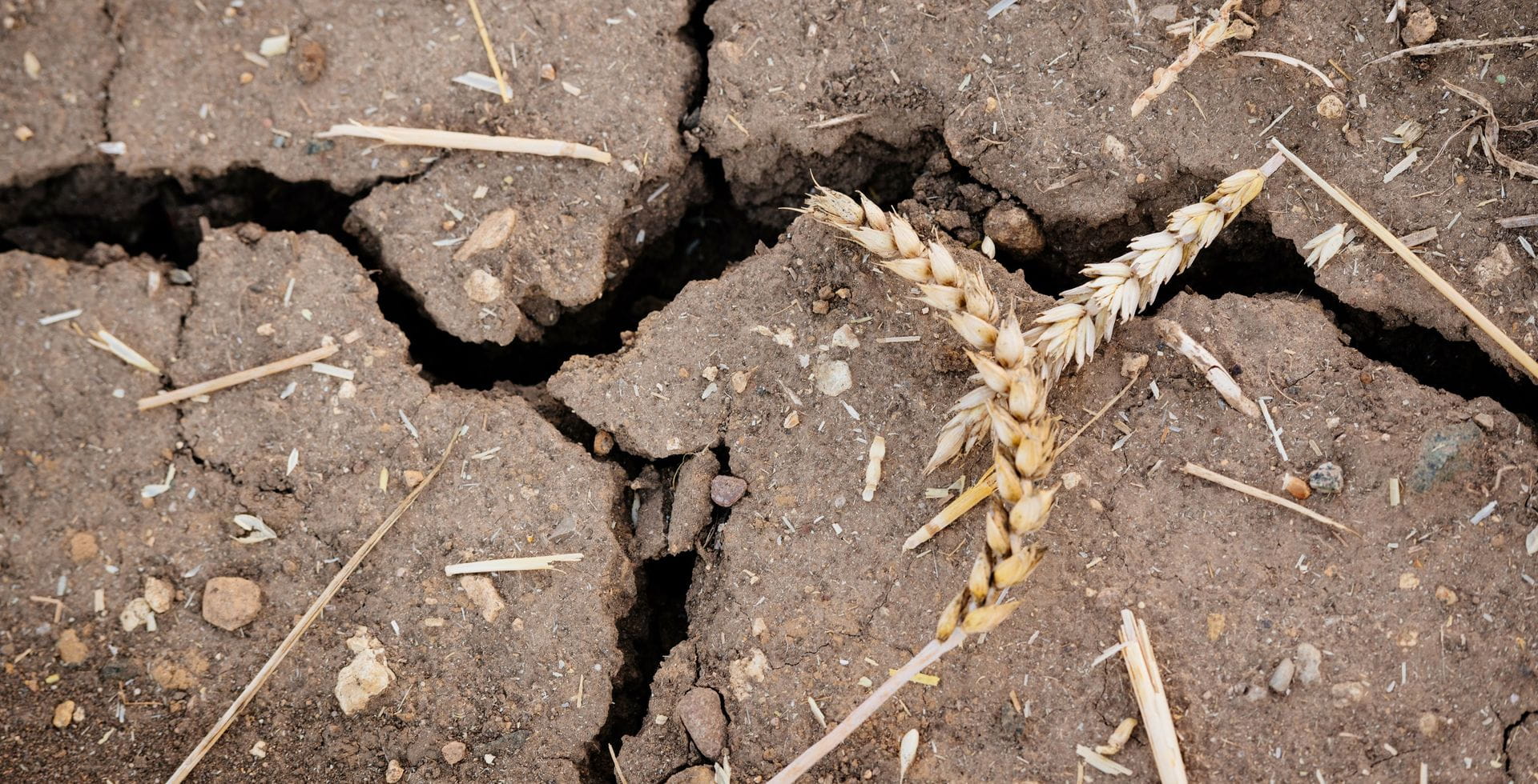 COP 29 Review - is COP burnt out? | AllianzGI